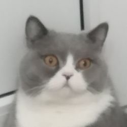 Иконка канала frAnk