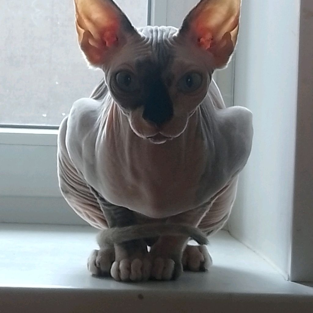 Иконка канала Лысый Сфинкс