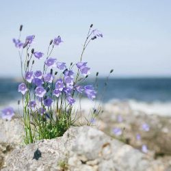 Иконка канала amiranta