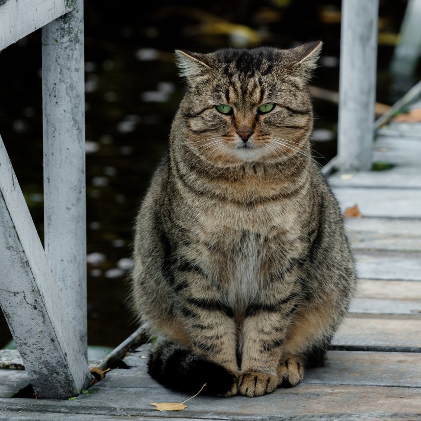 Иконка канала Всякое разное