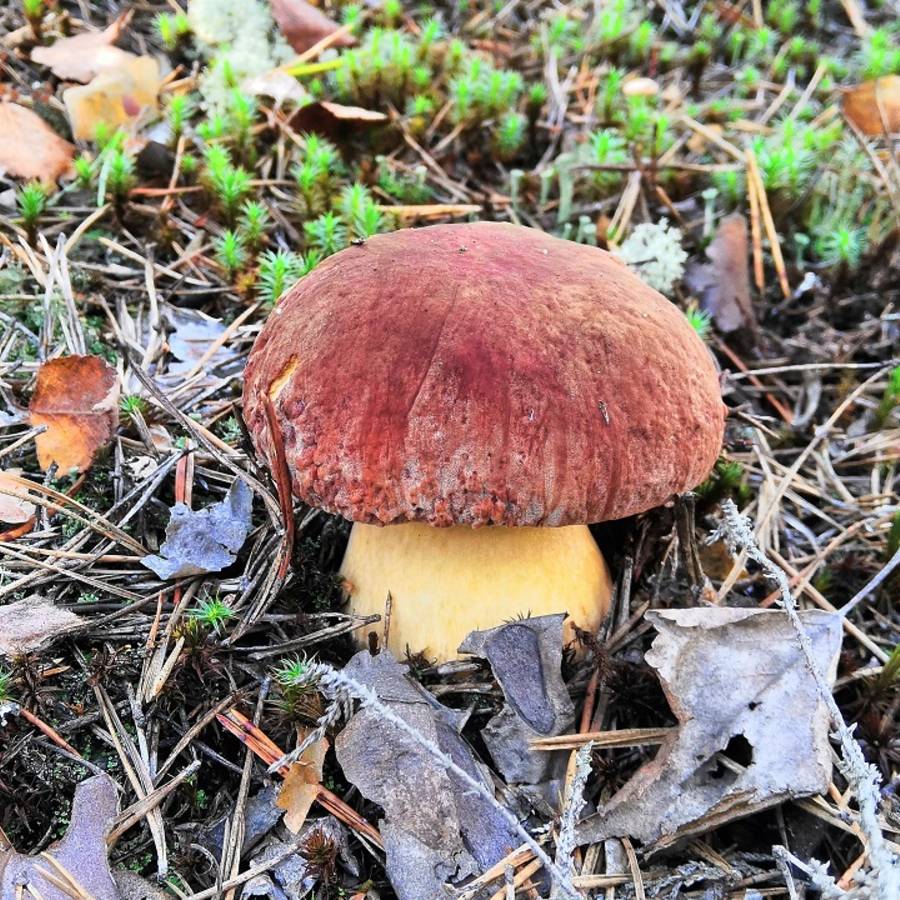 Иконка канала Дмитрий калинин. Грибы. Видео