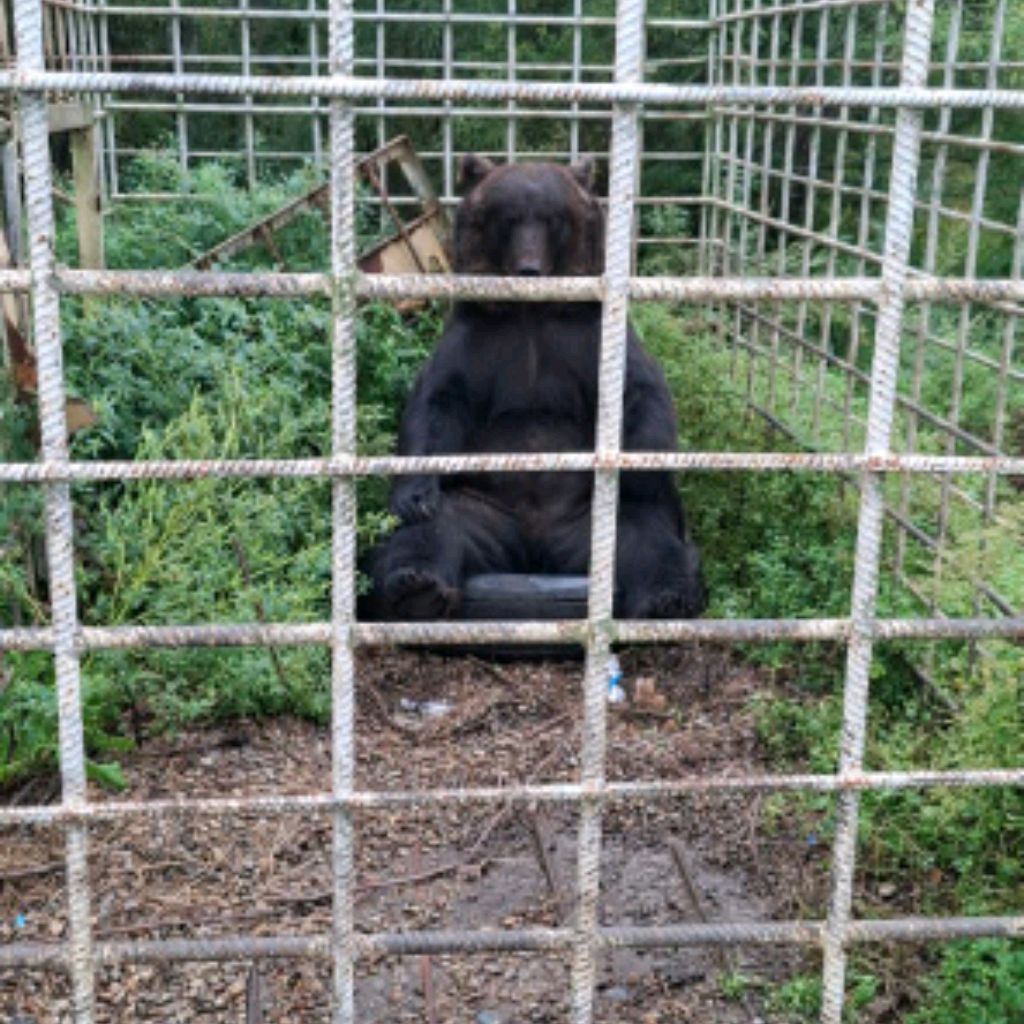 Иконка канала Вика