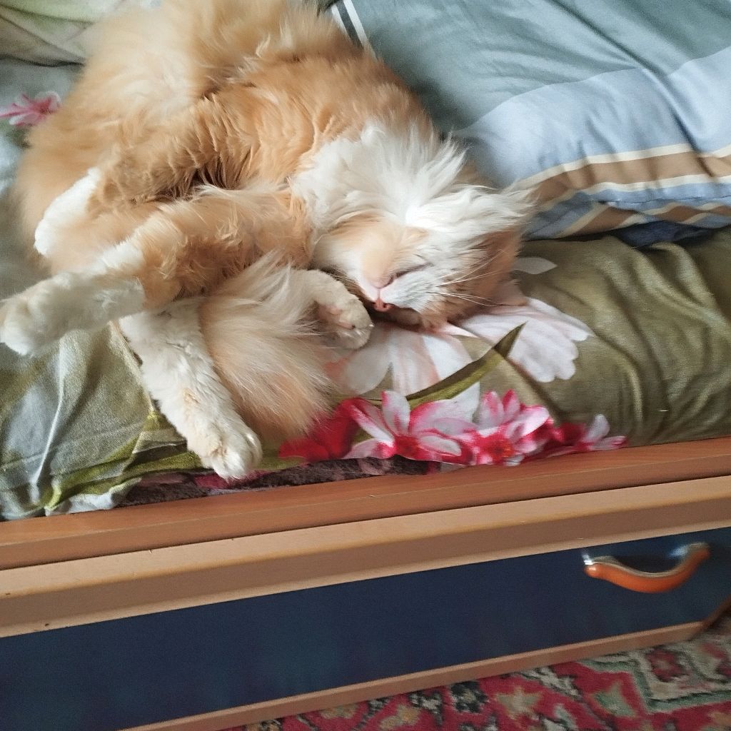 Иконка канала Кот Пушок