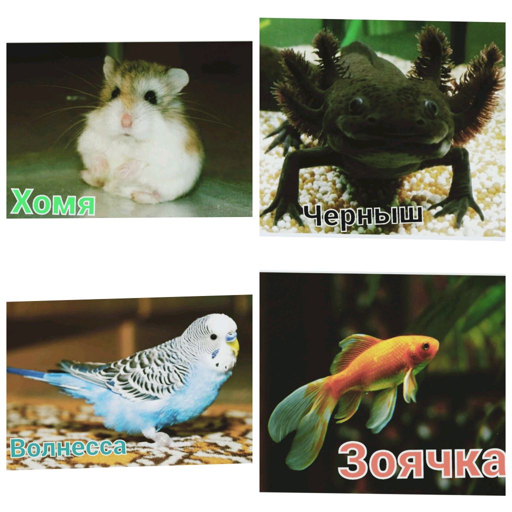 Иконка канала Зоопарк „КА”