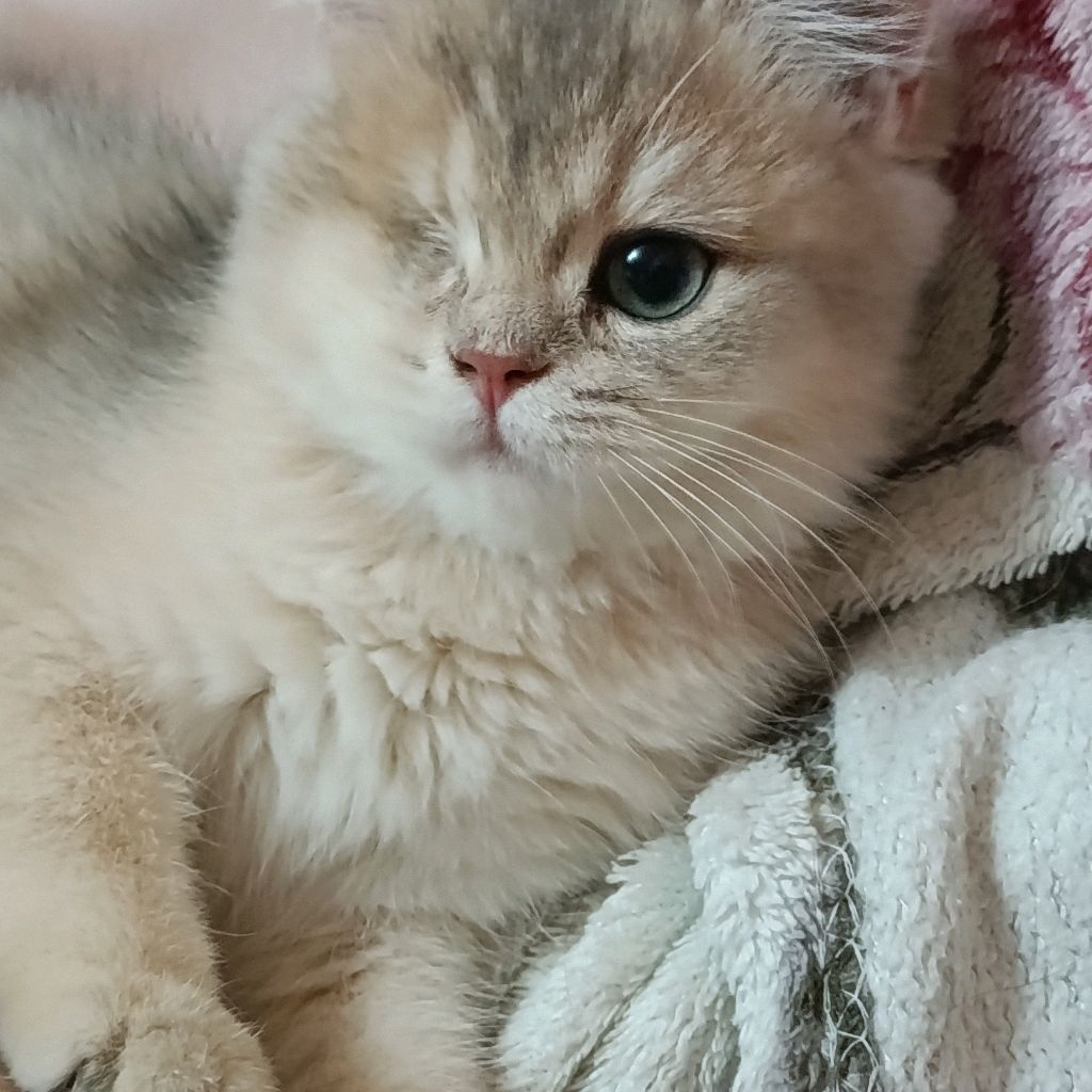 Иконка канала Филя