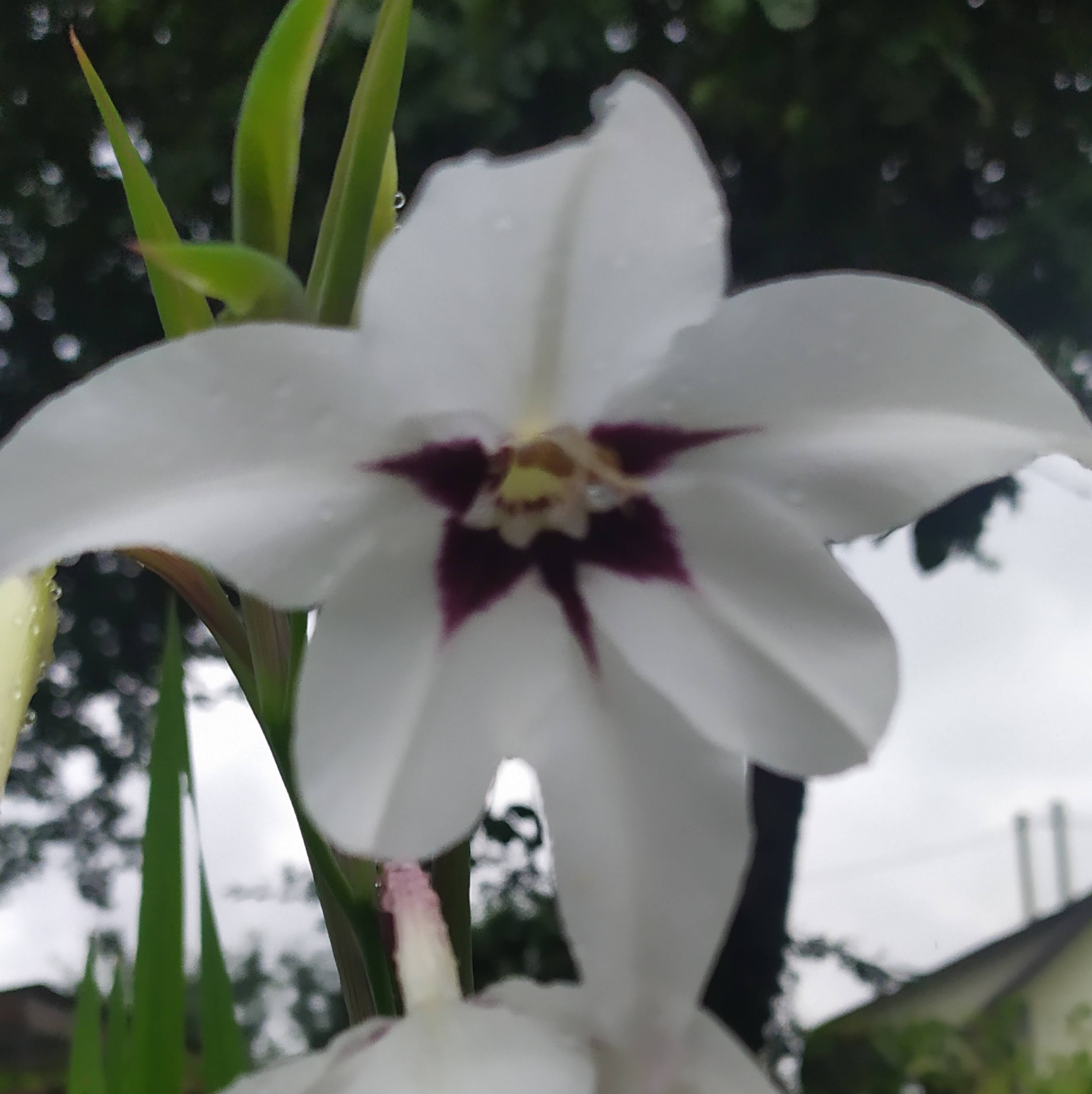 Иконка канала Созвездие рукоделия.