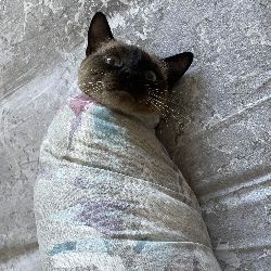 Иконка канала SOL'VEYG