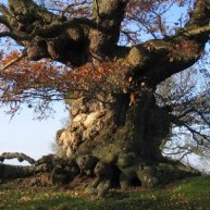 Иконка канала Центр кросскультурных исследований