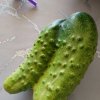 Иконка канала Всиямский Огурец Близнец ♊