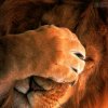 Иконка канала MadLion