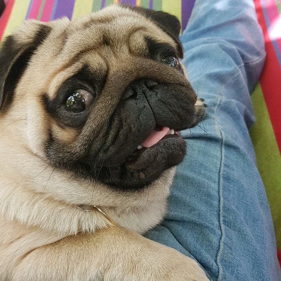 Иконка канала Собачья Шортс