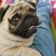 Иконка канала Собачья Шортс