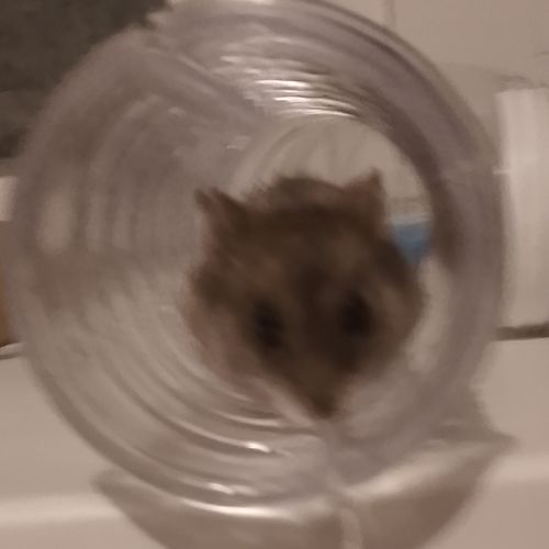 Иконка канала Хомстер