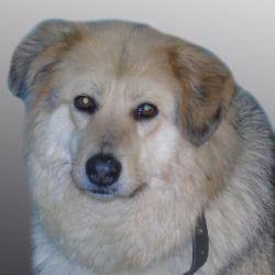 Иконка канала Воркутинский друг