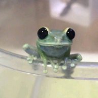 Иконка канала Лягушки