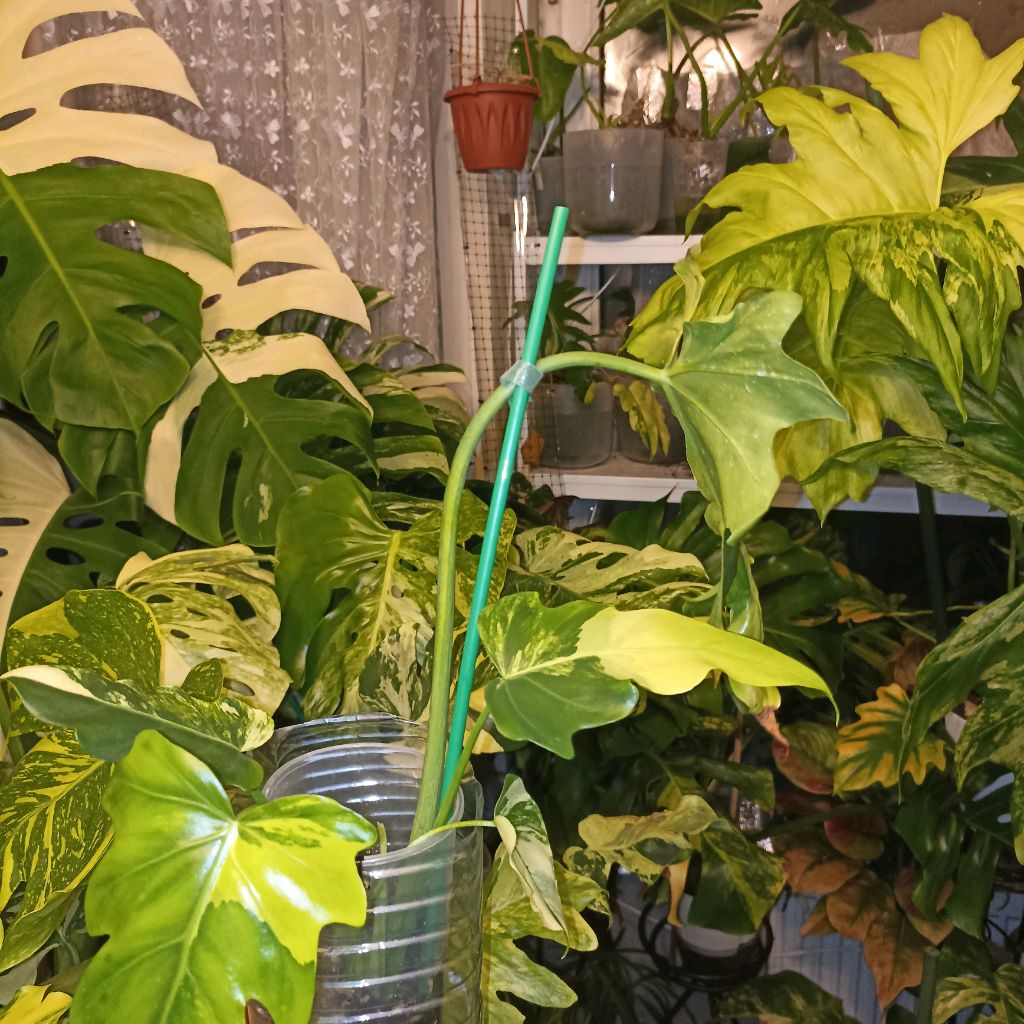 Иконка канала Цветочная лавка онлайн