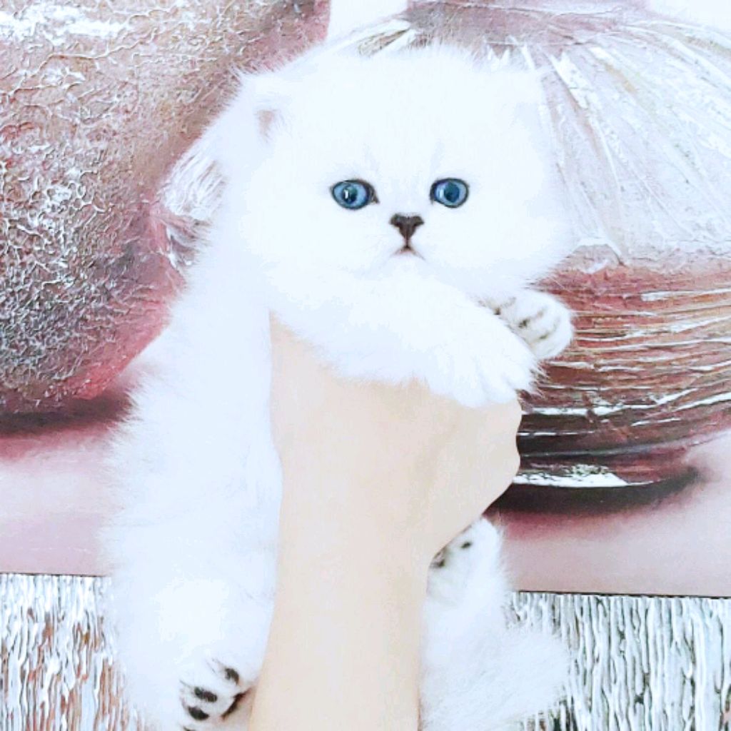 Иконка канала MON AMI