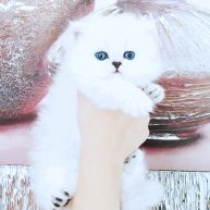 Иконка канала MON AMI