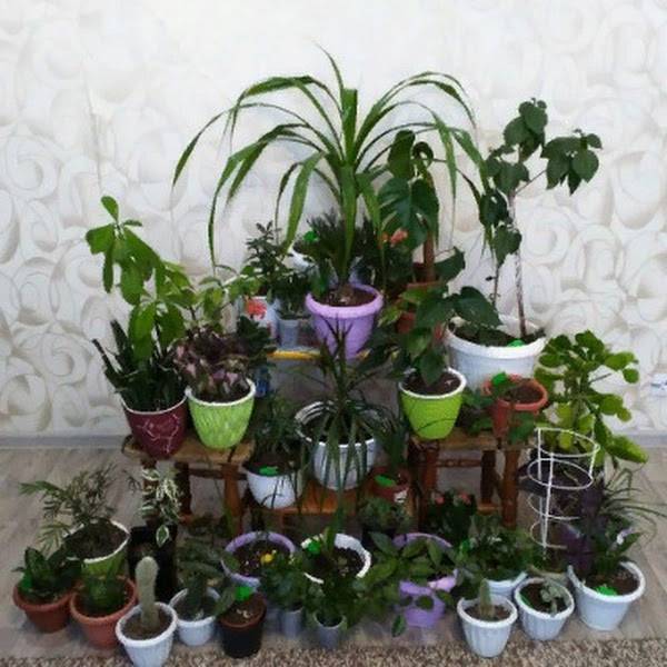 Иконка канала Комнатные Цветы и их Жизнь