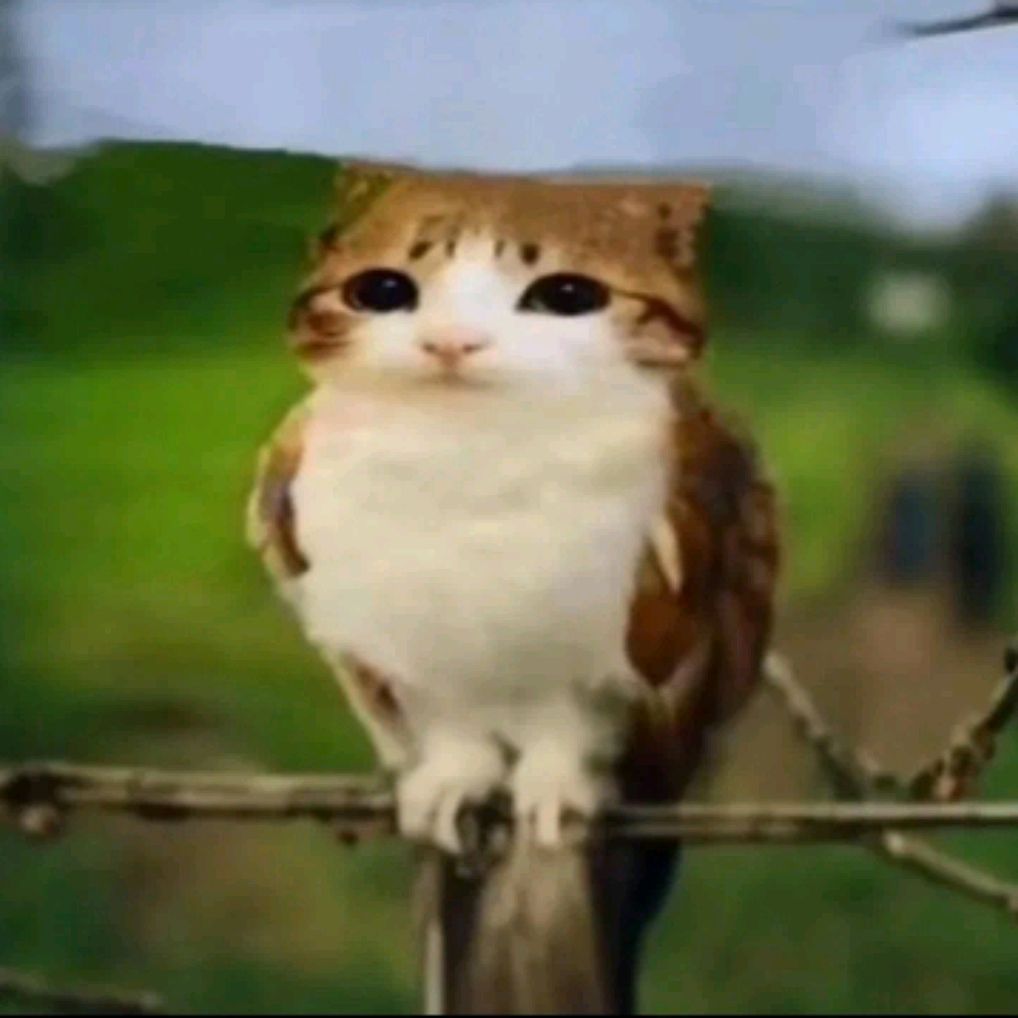 Иконка канала 😺 Меовл  😺