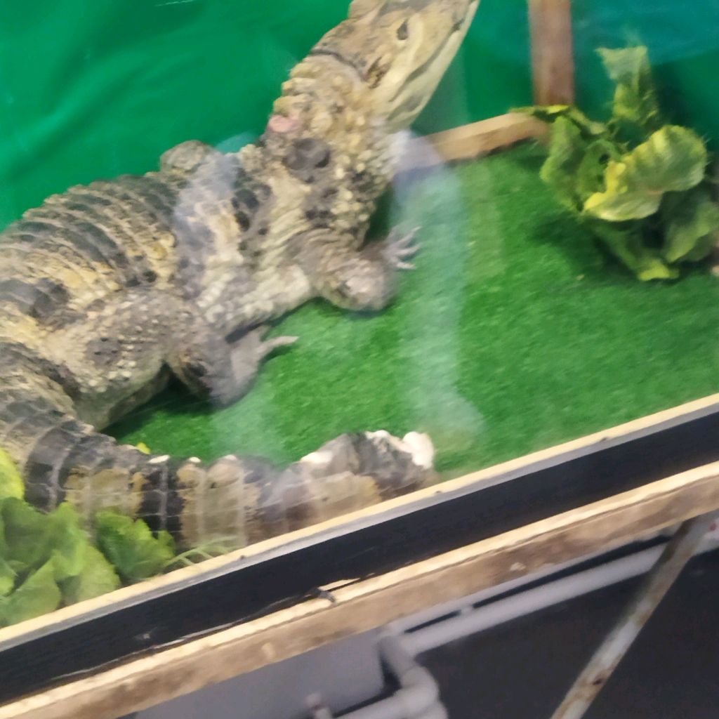 Иконка канала Крокодил Гена