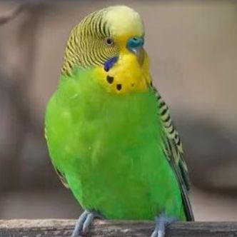 Иконка канала Лапки в деле