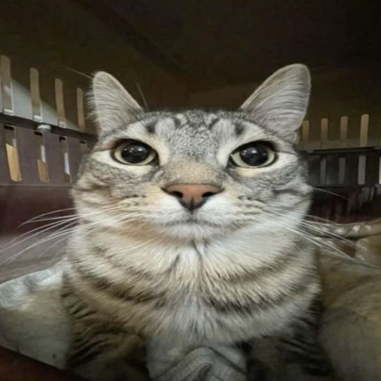 Иконка канала Кот-убийца