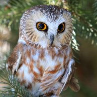 Иконка канала Ульяна-Джулия