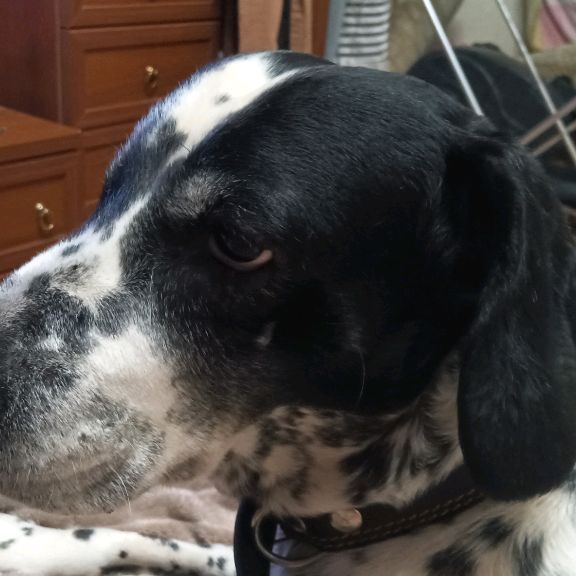 Иконка канала Клуб Пёсики Туб