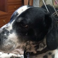 Иконка канала Клуб Пёсики Туб