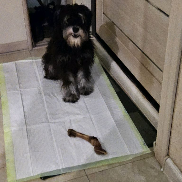 Иконка канала Весёлый корм!