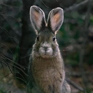 Иконка канала Сказочный лес