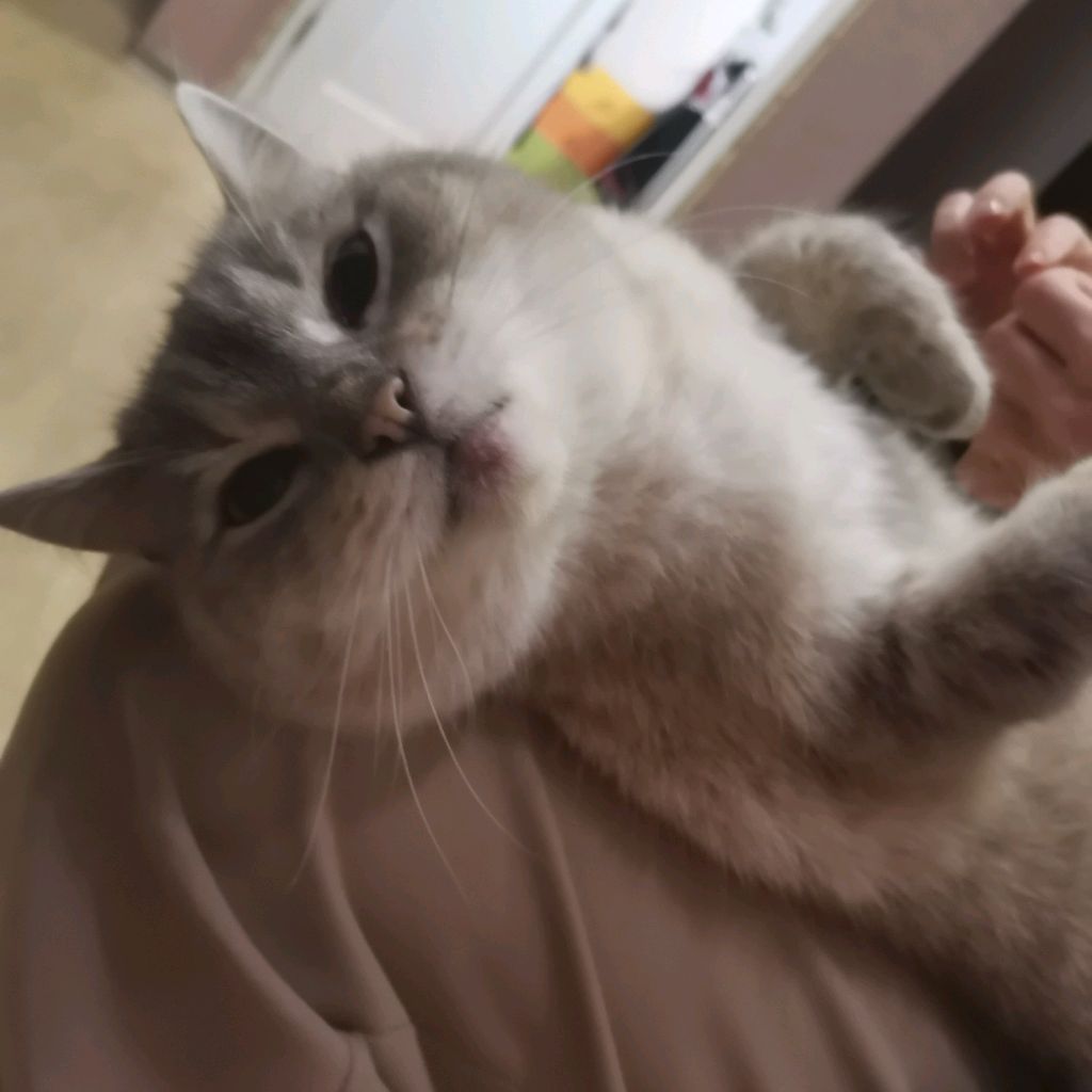 Иконка канала Пельмень. 🥟