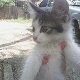 Иконка канала оранжевый хвостик спасение животных