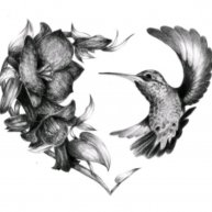 Иконка канала ColibriTaro