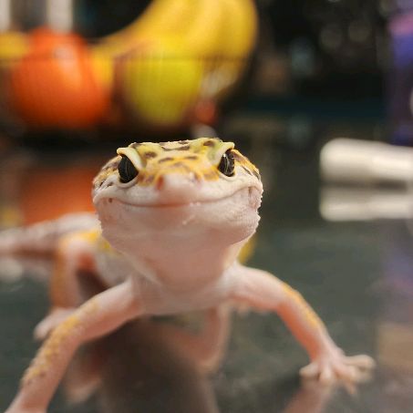 Иконка канала Ящер Милый