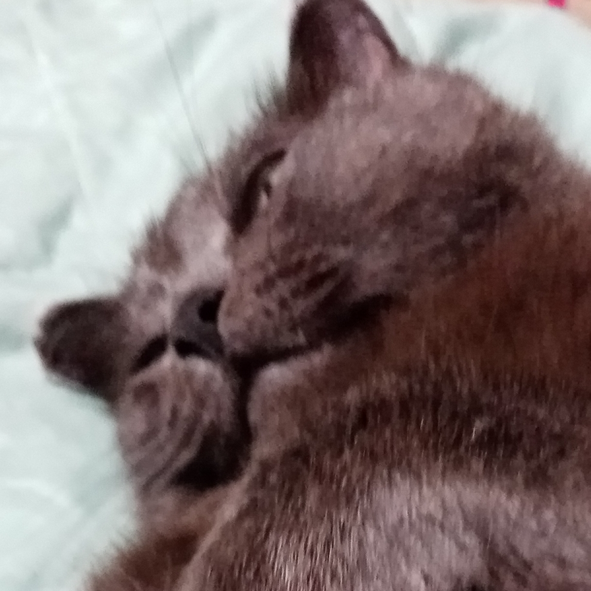 Иконка канала Кэрол