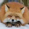 Иконка канала FOXMINE.Net,Mc.venerymine.net