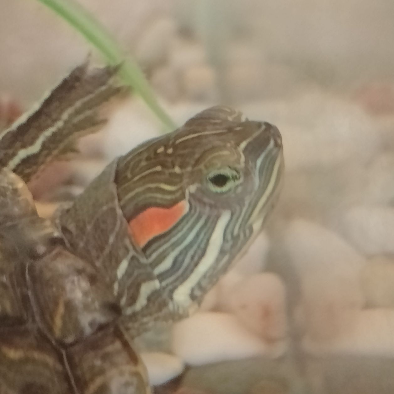 Иконка канала краснаушки пушки