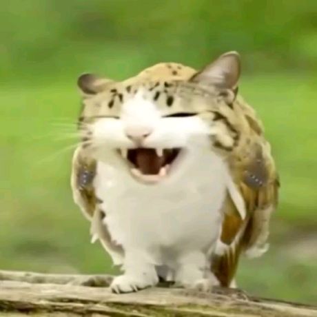 Иконка канала Mey