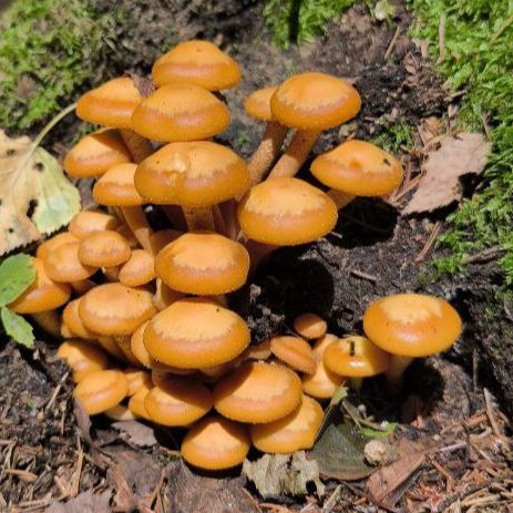 Иконка канала leskladov