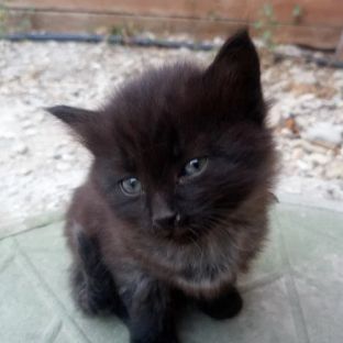 Иконка канала SungatesGel