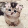 Иконка канала ✿вика✿