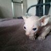 Иконка канала Кот Ленин