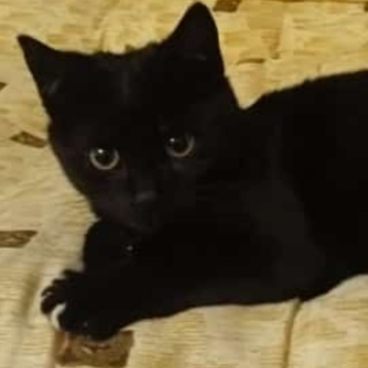Иконка канала КОТИКИ 😍😍😍