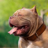 Иконка канала Bully-team