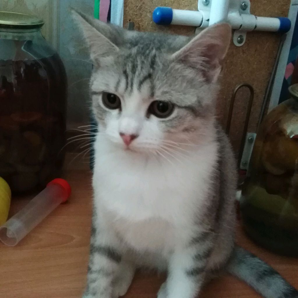 Иконка канала Приключения дома