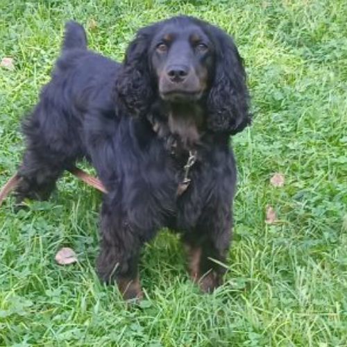 Иконка канала Собачка баффи