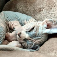 Иконка канала Bacardi Blue Eurasia. Питомник "Золото фараонов. "