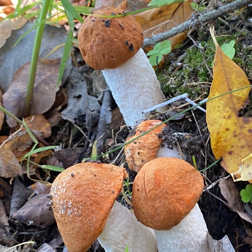 Иконка канала NOV BOX